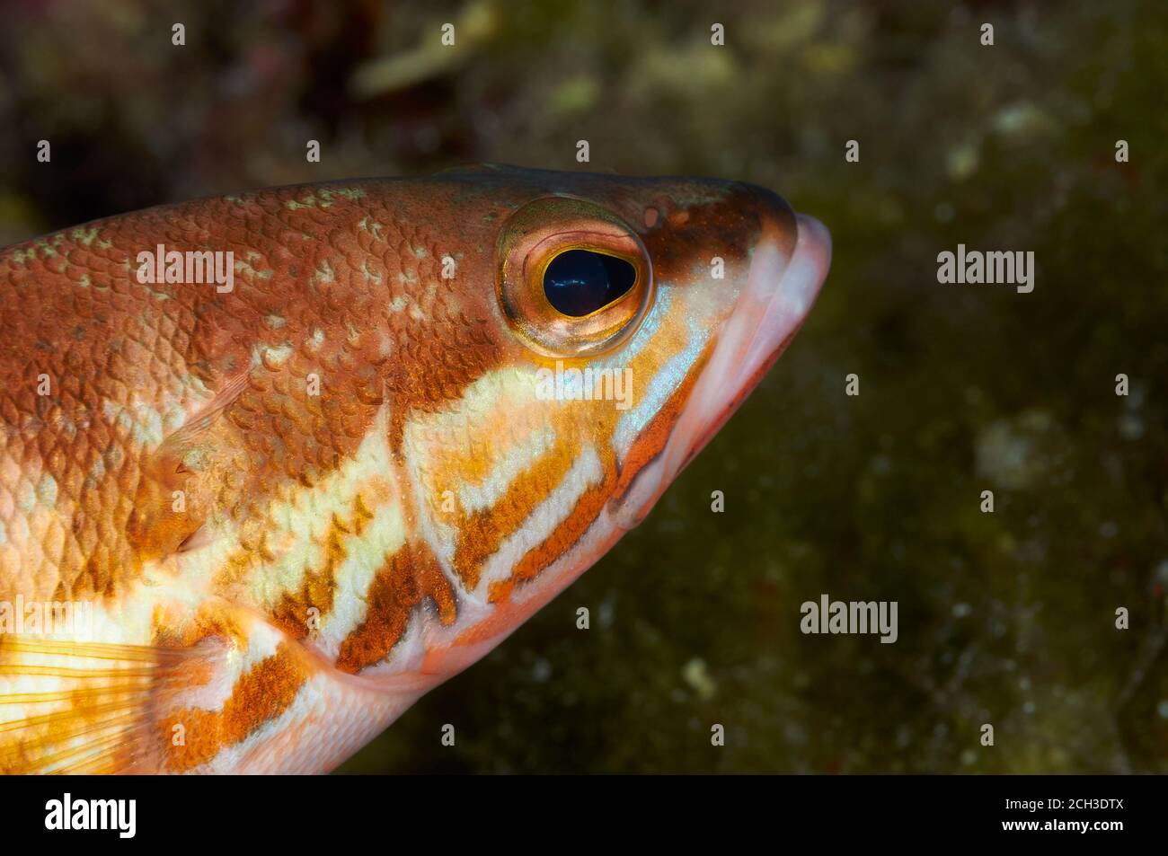 Comber fish hi-res stock photography and images - Alamy