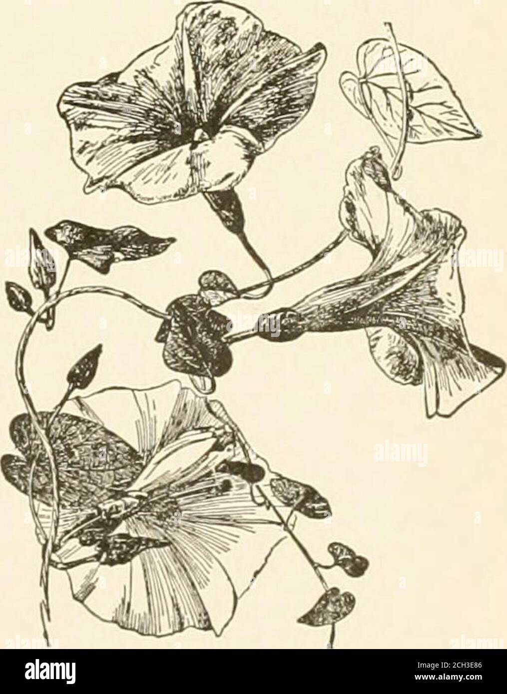 Scammony hi-res stock photography and images - Alamy