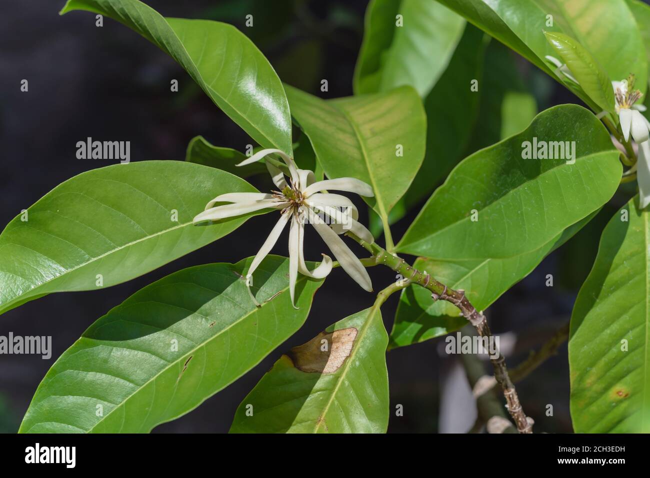 Blooming Cananga odorata Ylang-ylang flower or tropical perfume tree ...