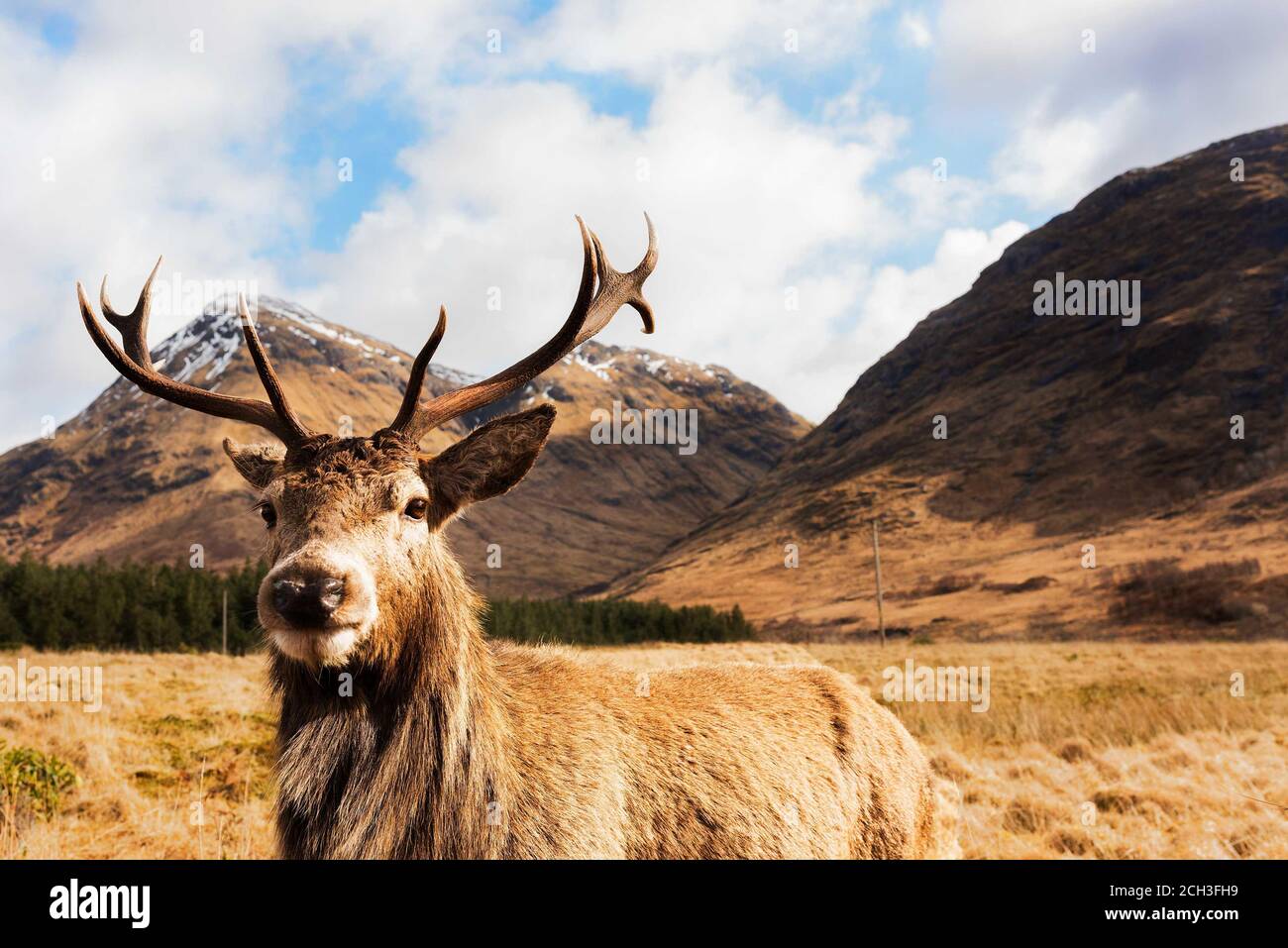 Close up deer mountain hi-res stock photography and images - Alamy