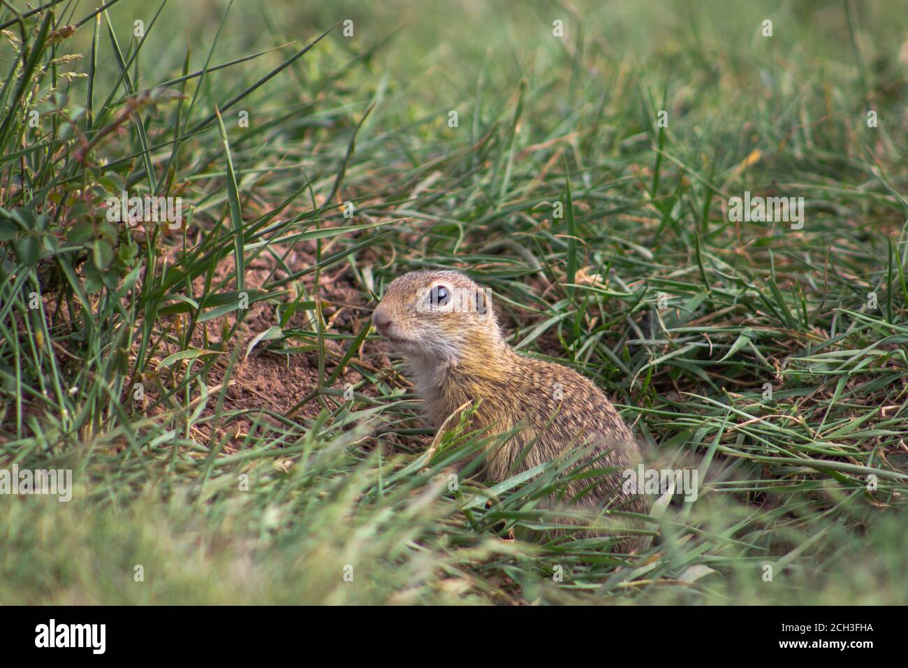 Portrait of Gopher in the grass Stock Photo - Alamy