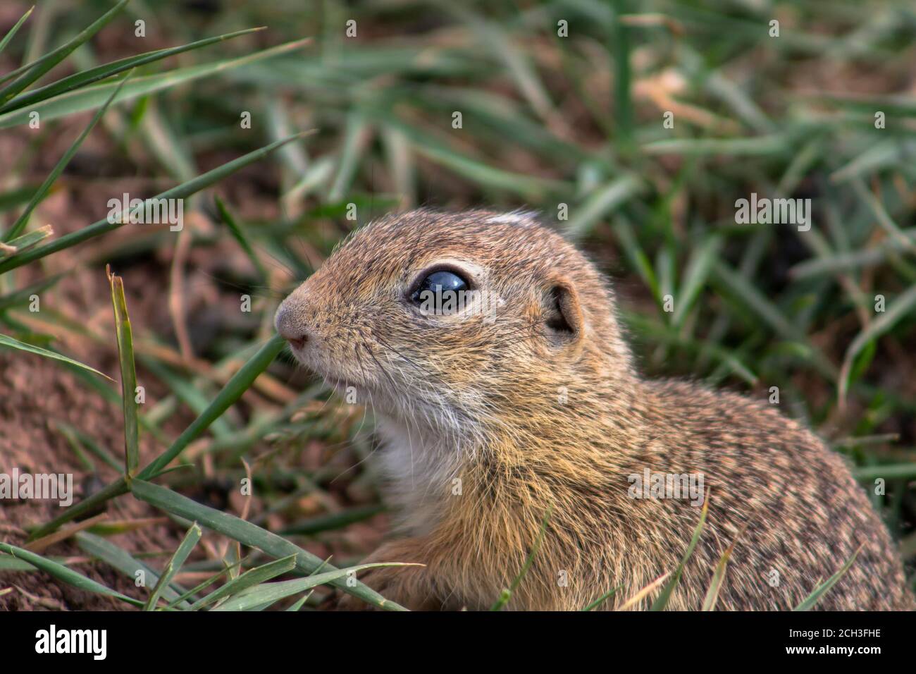 Portrait of Gopher in the grass. The field, the sky, and the sun are ...