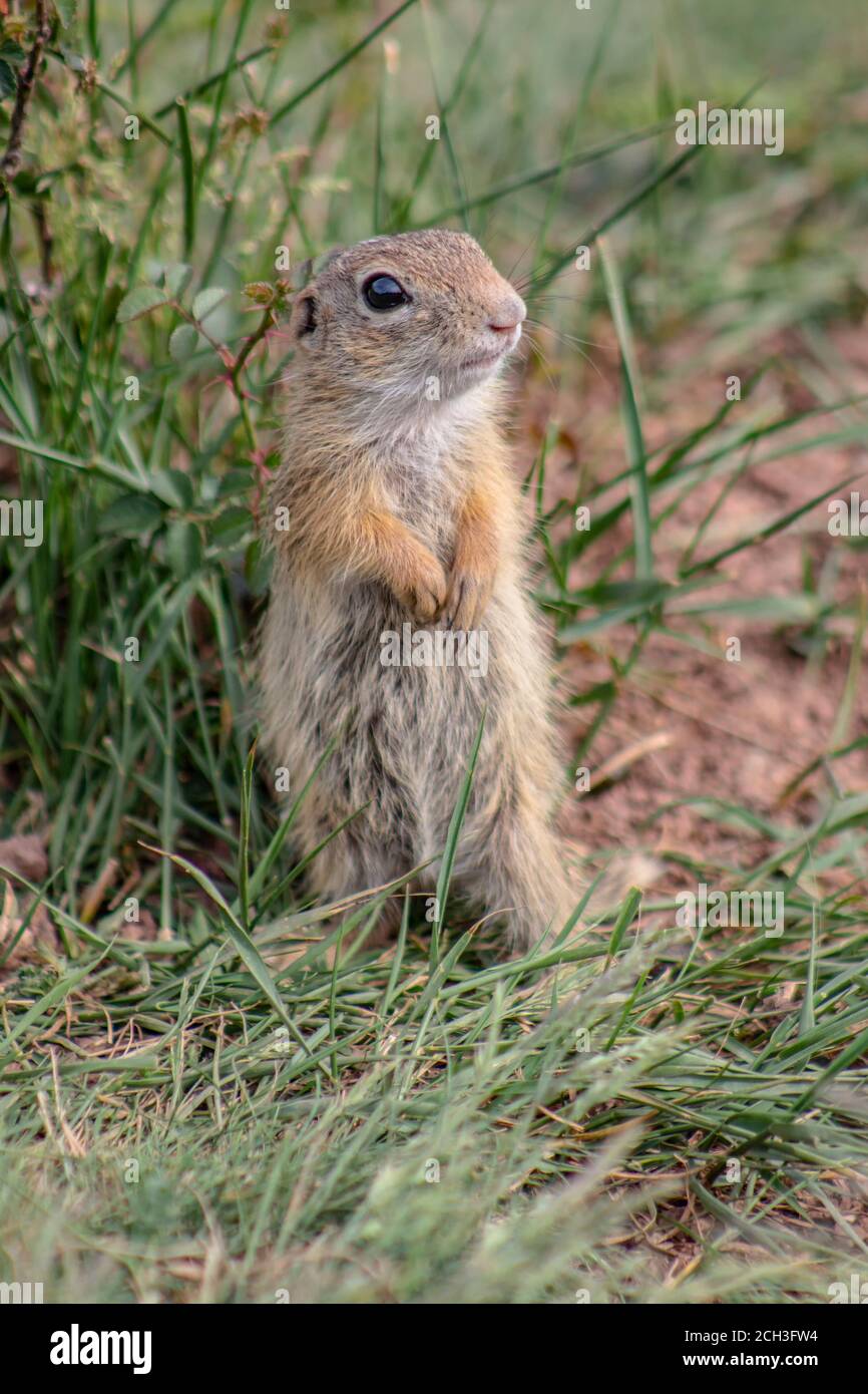 Cute gopher hi-res stock photography and images - Alamy