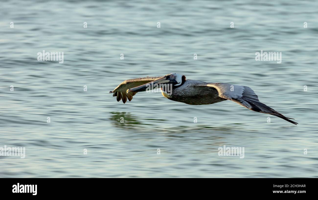 Pelican gliding over water, Sanibel Island, Florida, USA Stock Photo ...