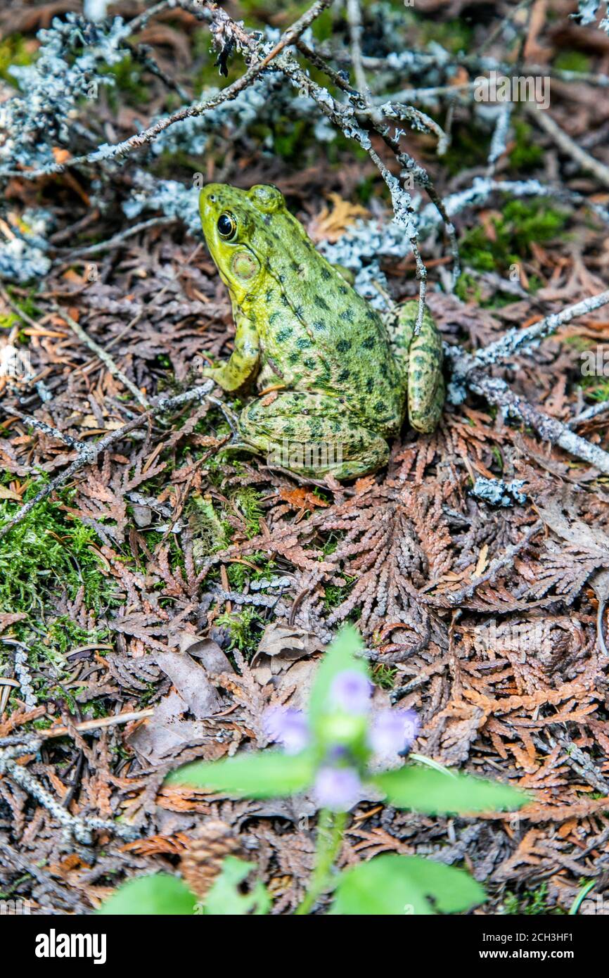 Canadian tree frog hi-res stock photography and images - Alamy