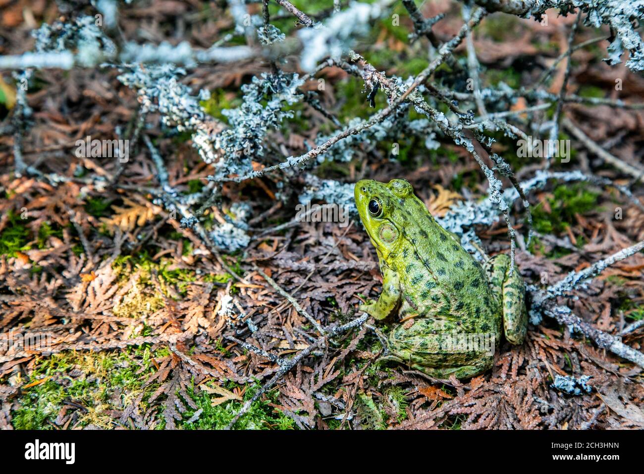 Canadian tree frog hi-res stock photography and images - Alamy
