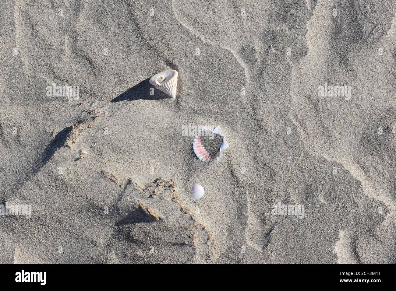 Beagle bay hi-res stock photography and images - Alamy