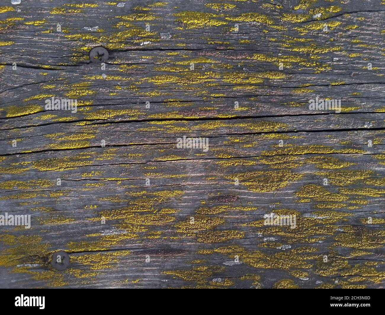 Golden yellow Shield Lichen CloseUp on old wood boards surface ...