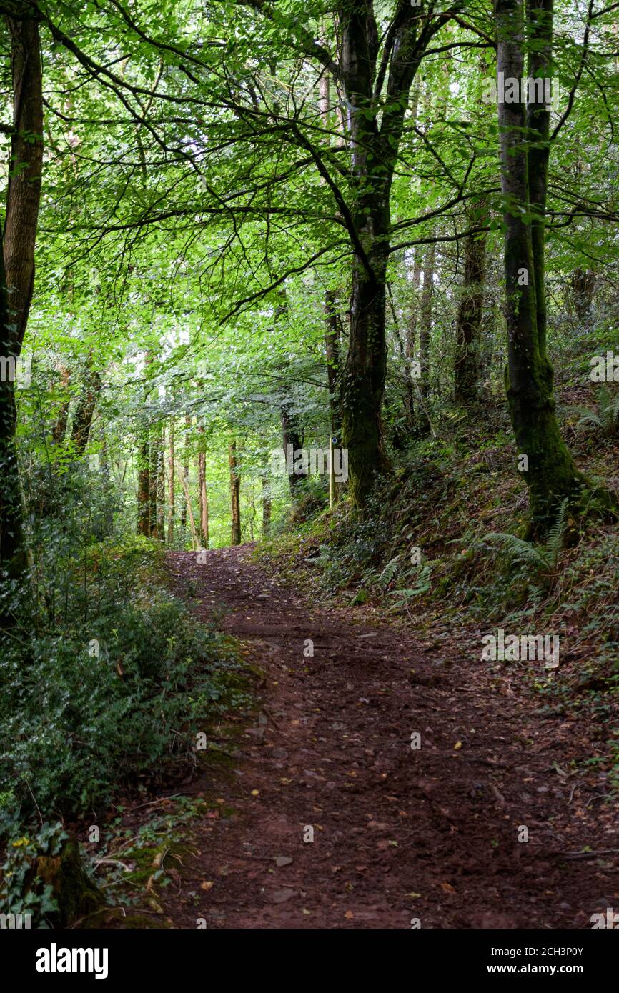 A walking path leads through the woods near Puddington Stock Photo - Alamy