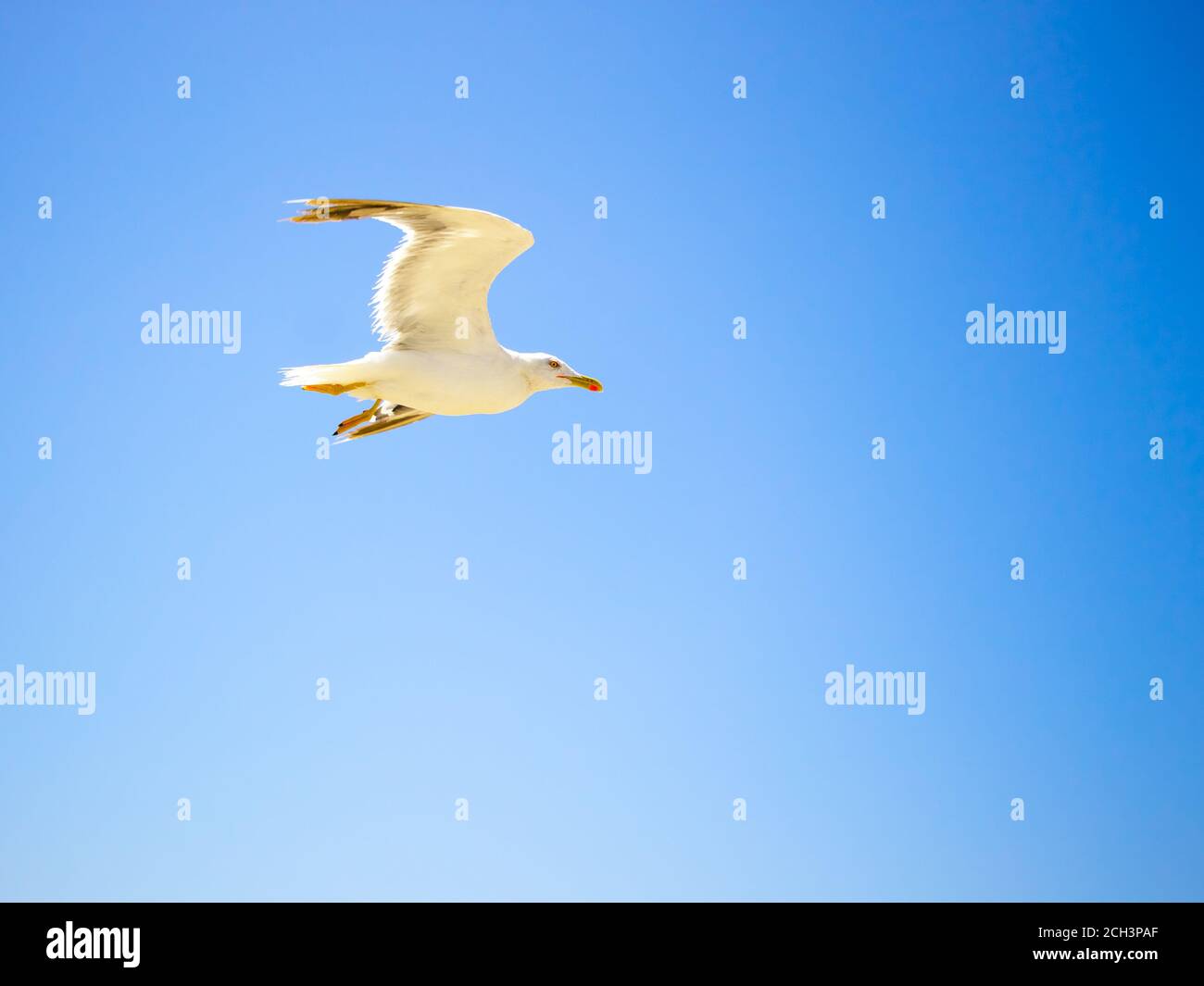 Seagull showing her flying skills over the atlantic ocean Stock Photo ...