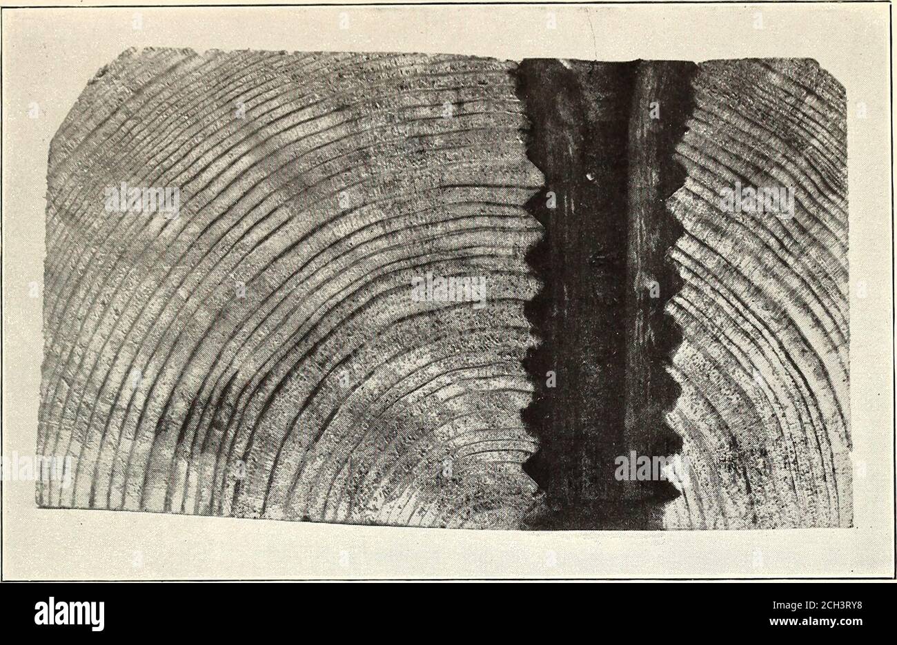 . Cross tie forms and rail fastenings with special reference to treated ...