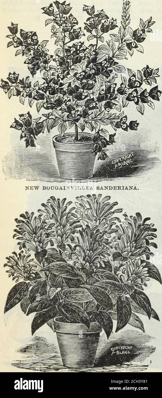 . Our new guide to rose culture : 1898 . NEW JUSTICIA FLAVA. GREVILLEA ...