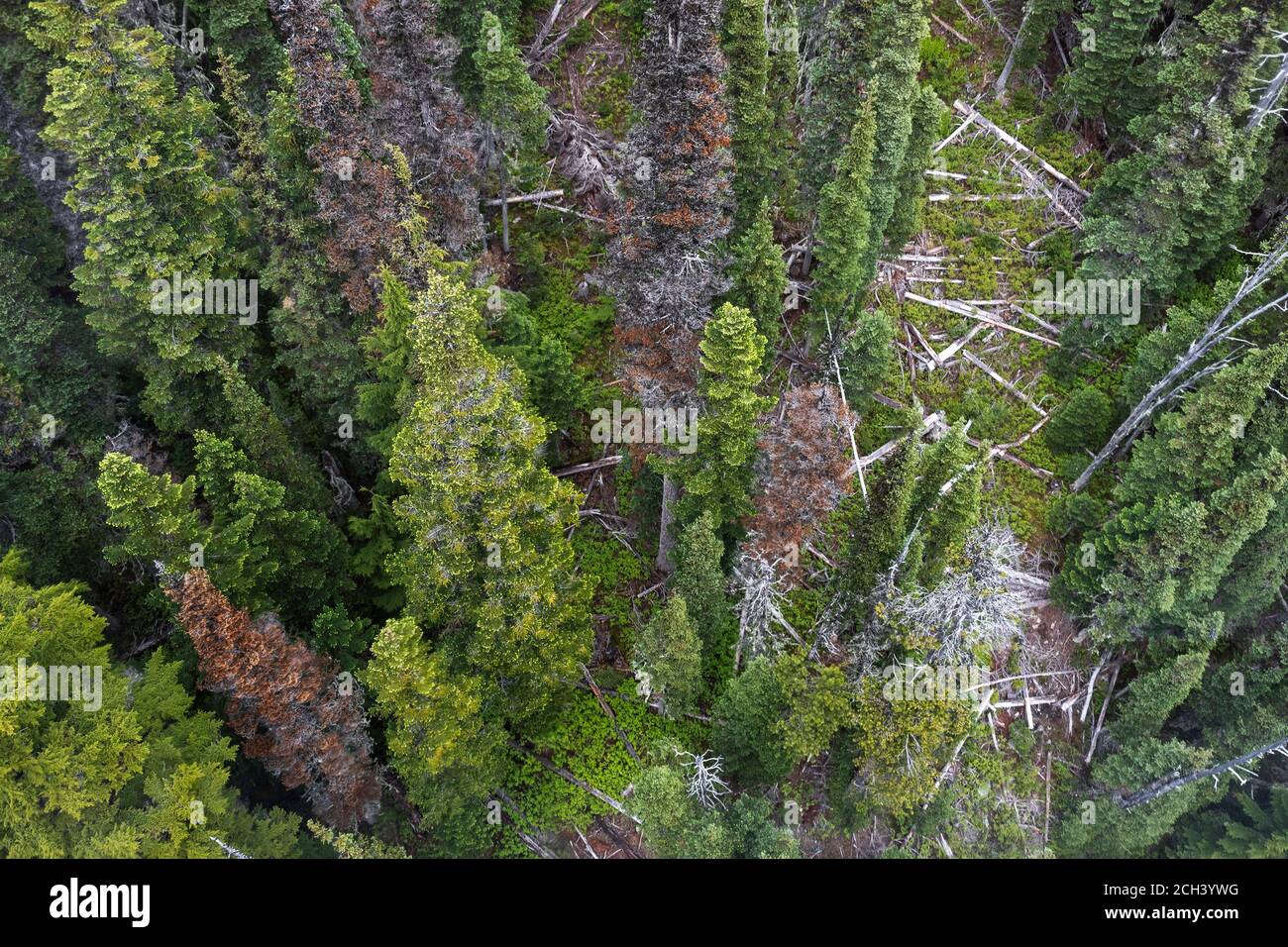 Dead trees in coniferous forest Stock Photo - Alamy