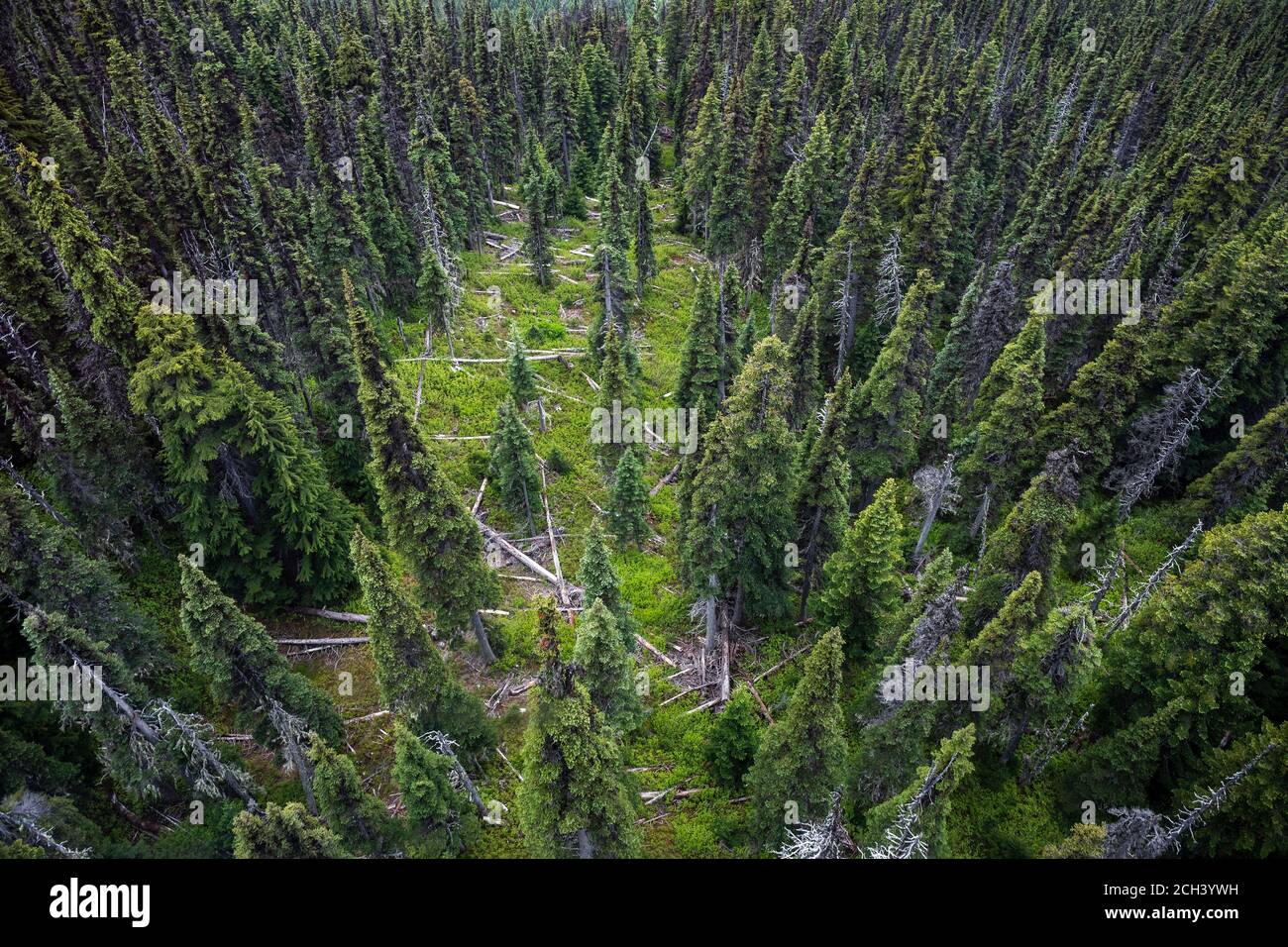 Coniferous forest with fallen trees Stock Photo - Alamy