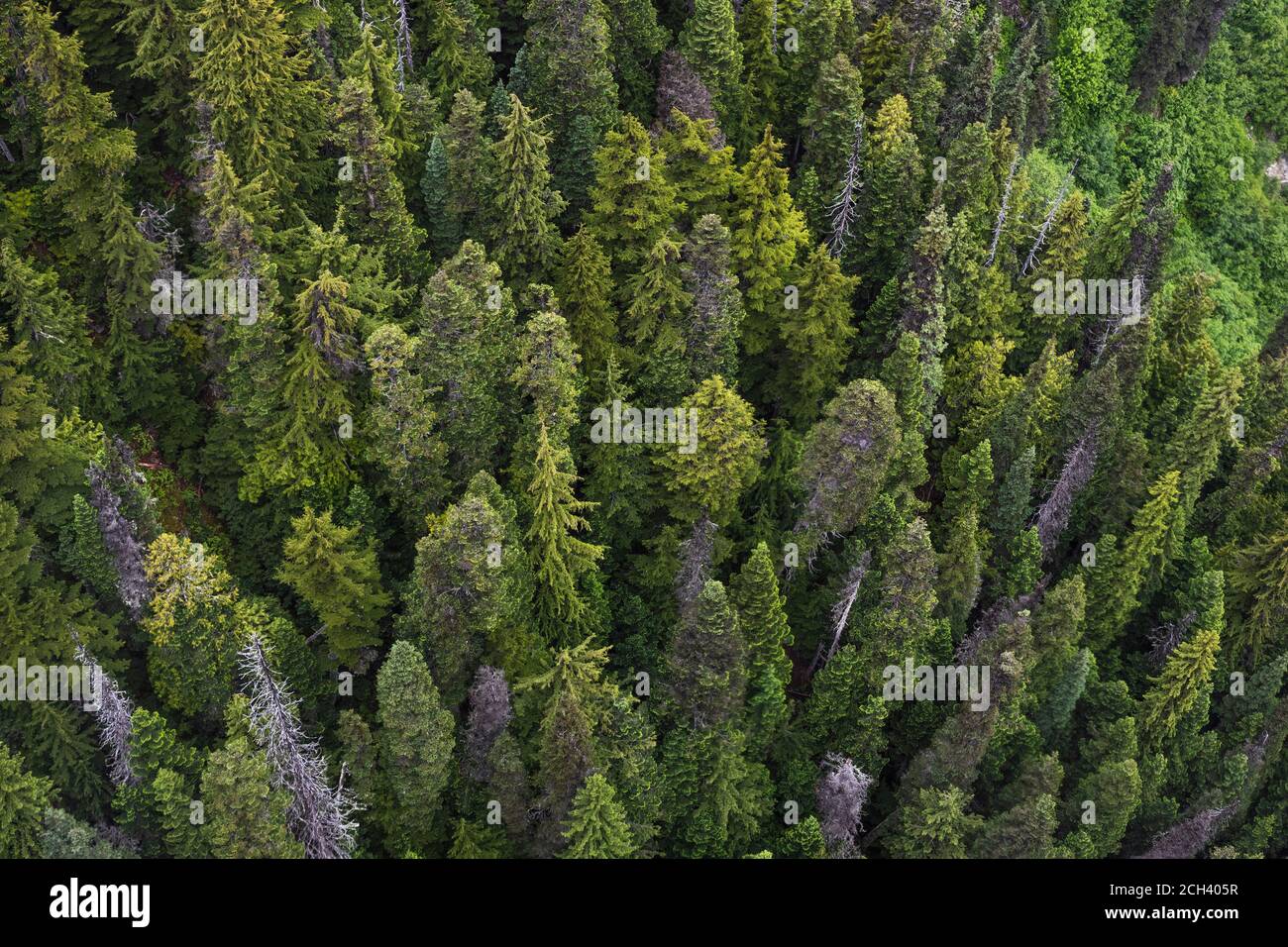 Aerial forest on mountain slope hi-res stock photography and images - Alamy