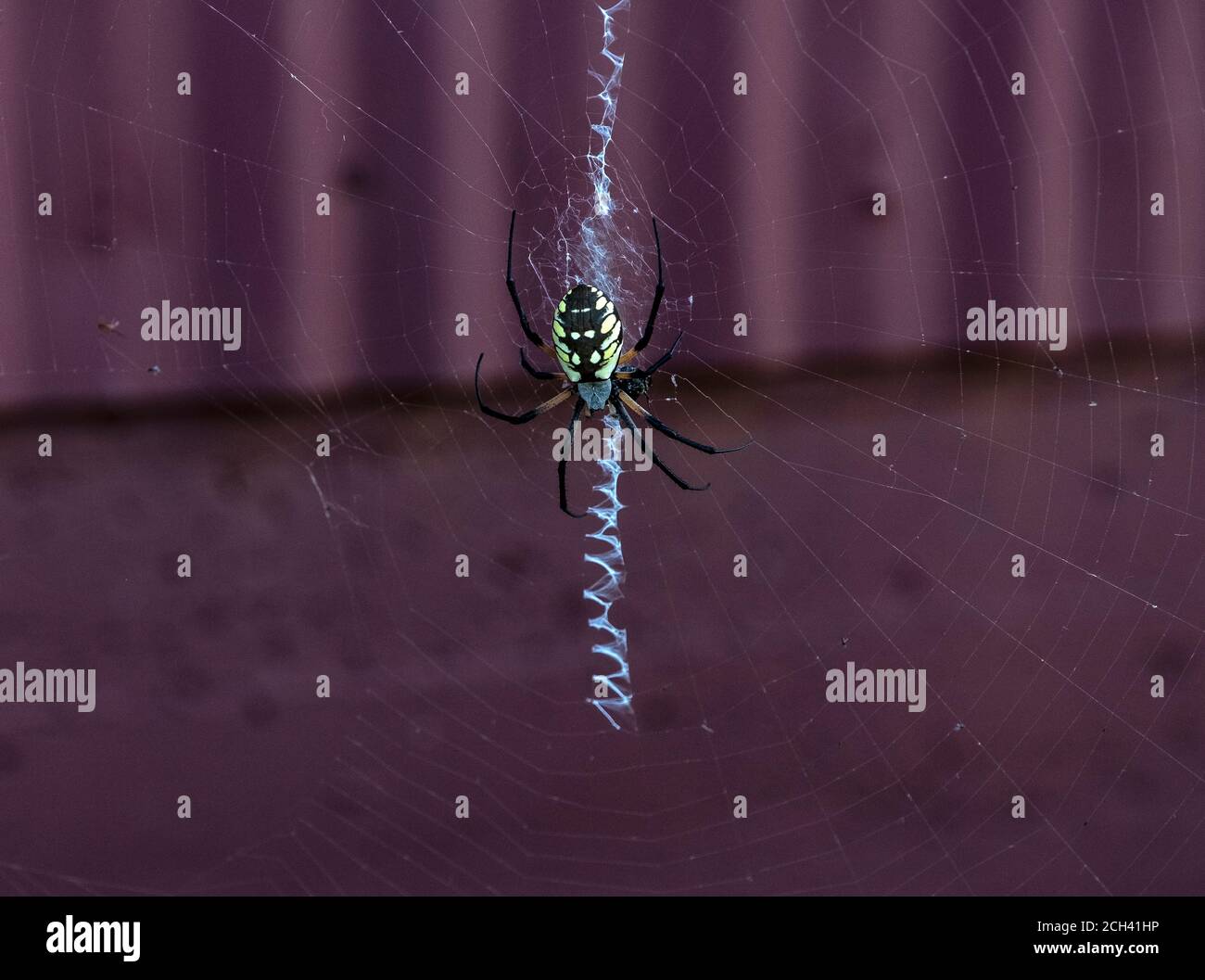Spider hanging from web hi-res stock photography and images - Alamy