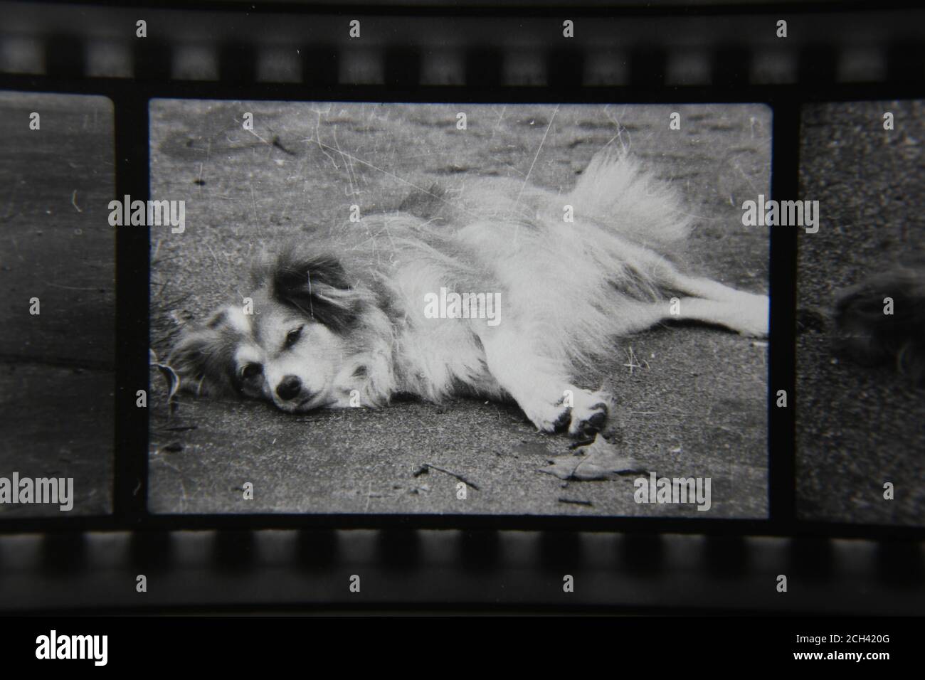 Fine 70s vintage black and white photography of the family pet dog ...