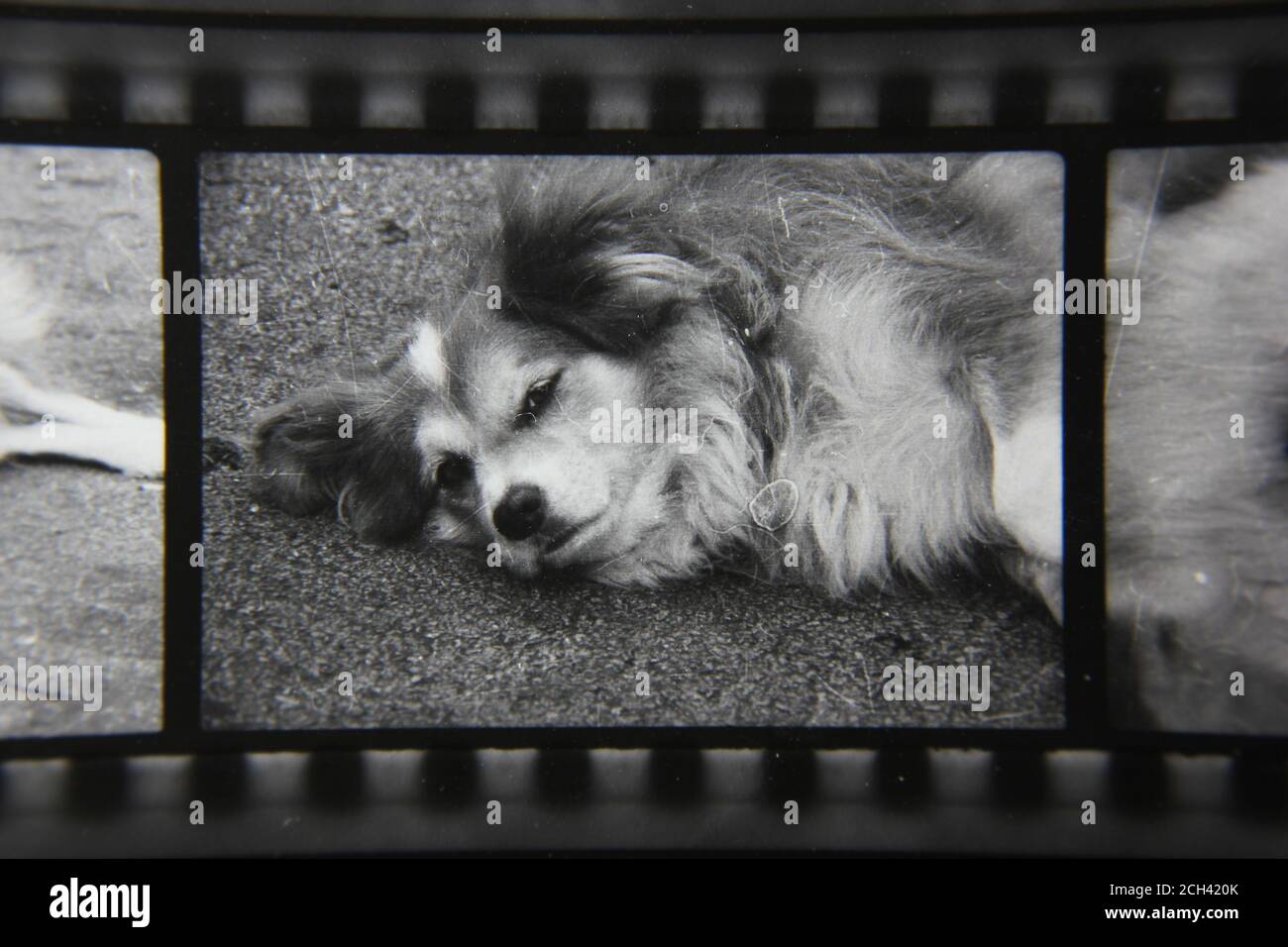 Fine 70s vintage black and white photography of the family pet dog ...
