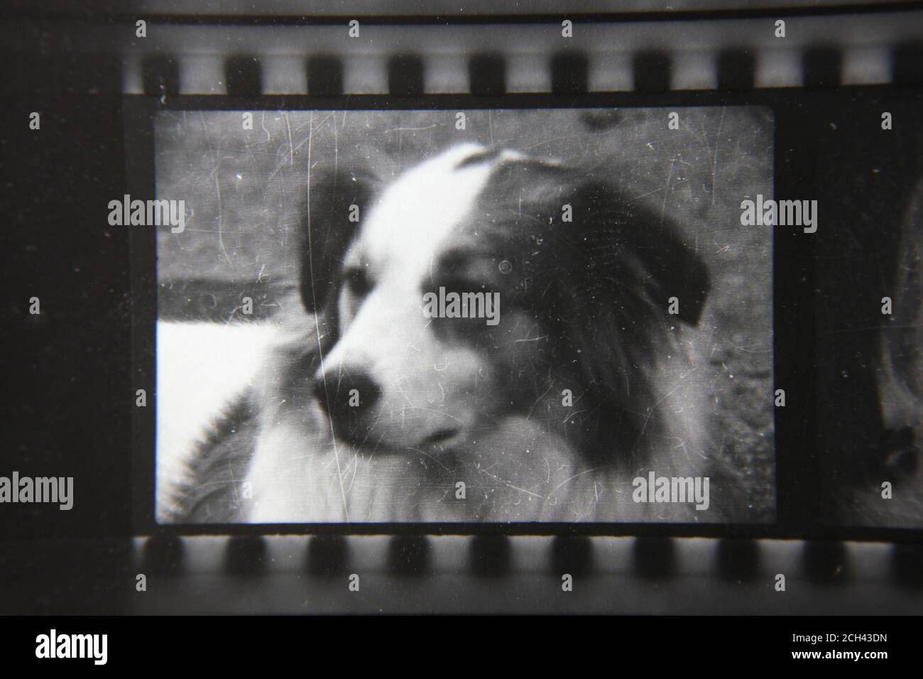 Fine 70s vintage black and white photography of the family pet dog ...