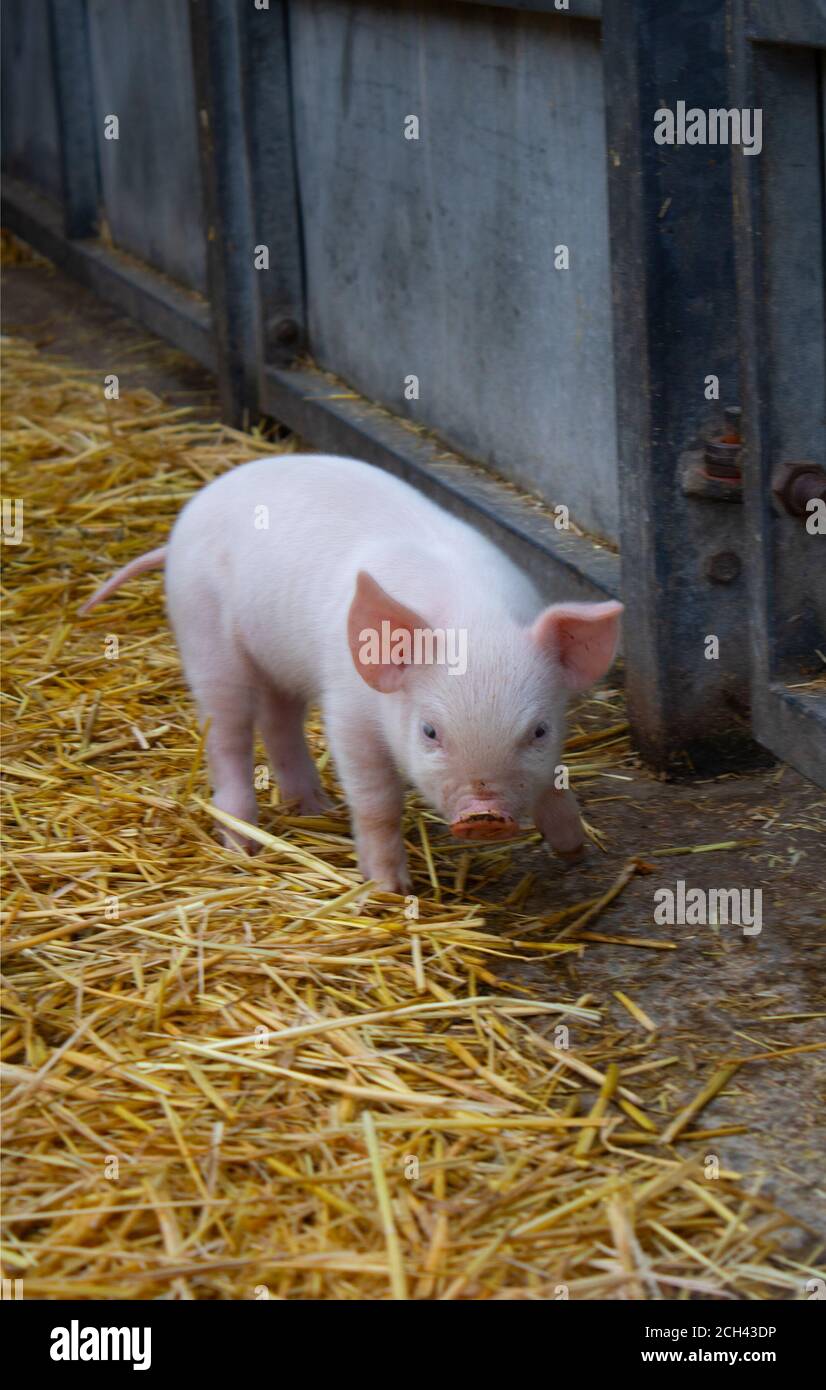 Baby pig in wimpole farm hi-res stock photography and images - Alamy
