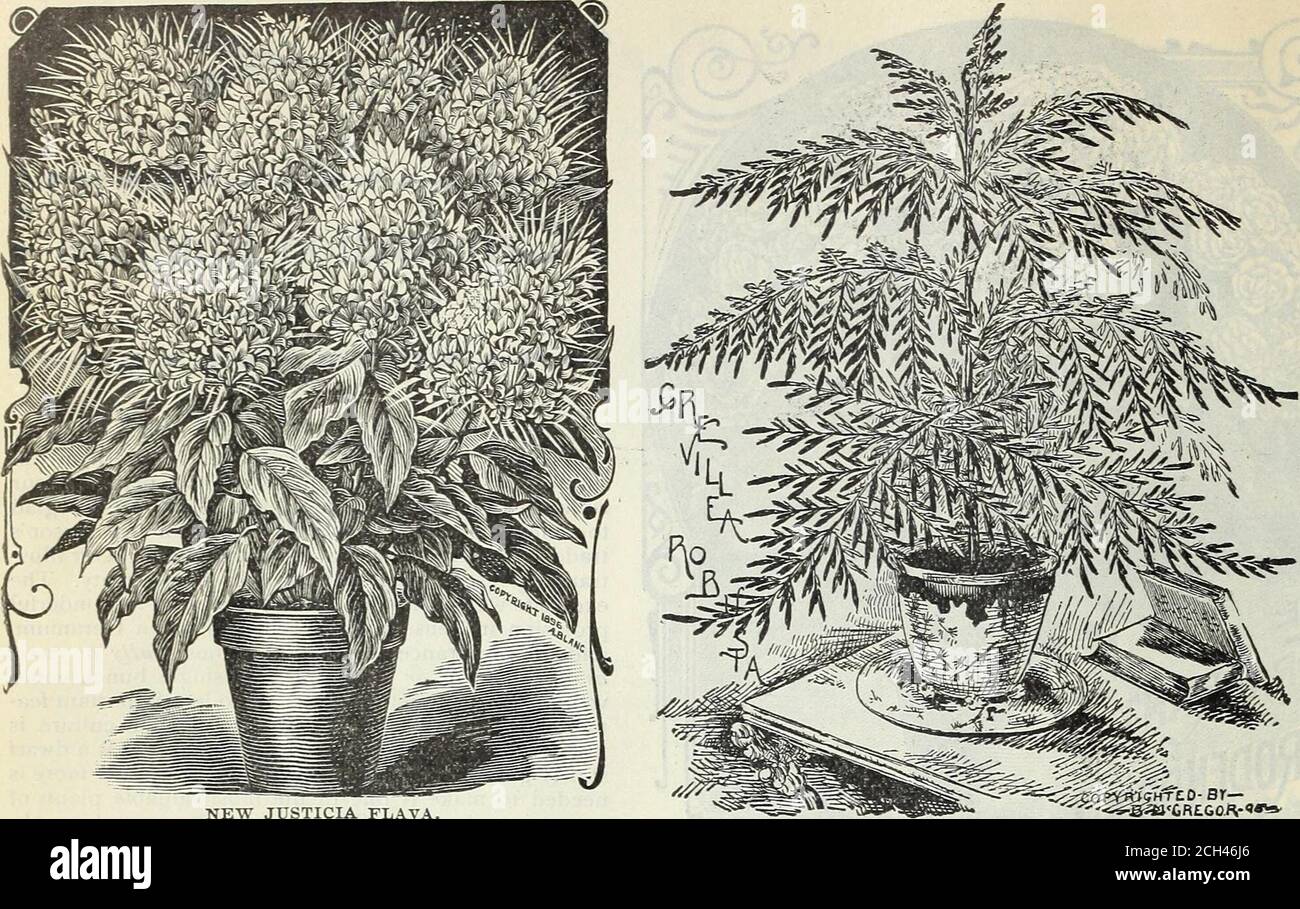 . Our new guide to rose culture : 1898 . NEW RED CLEMATIS, MADAME ...