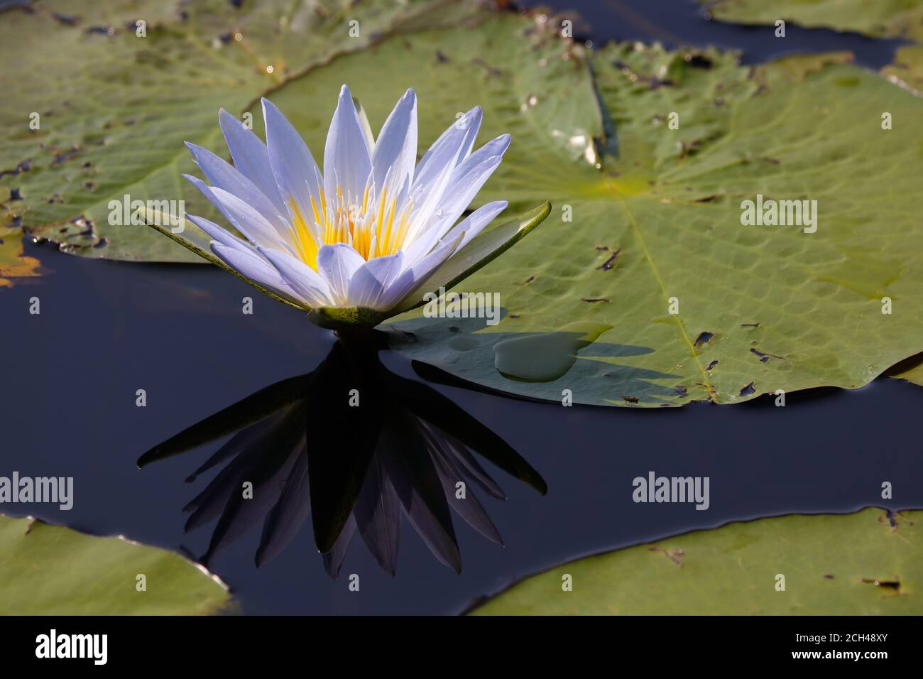 Blue Star Lotus Waterlily With Reflection (Nymphaea nouchali Stock ...