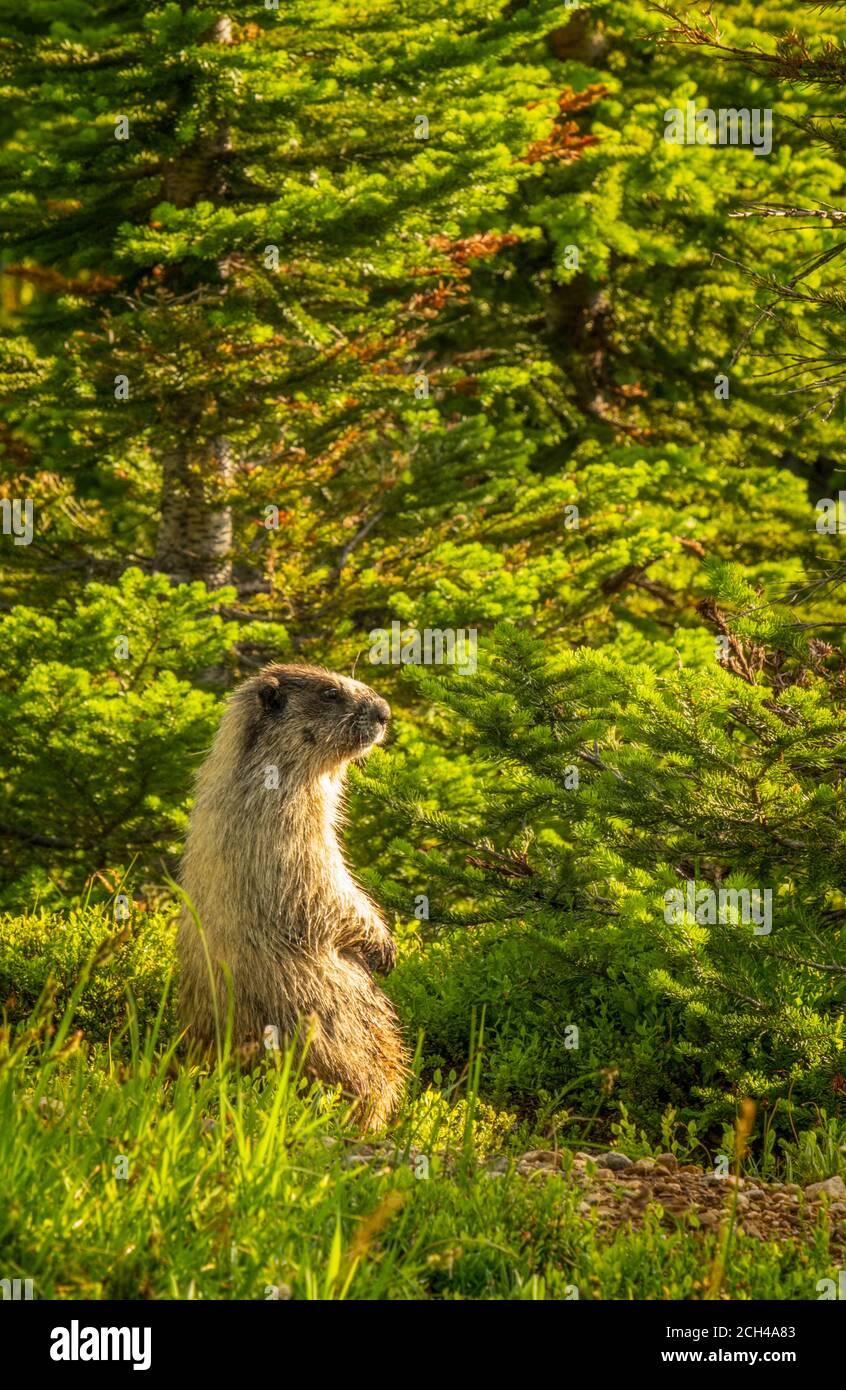 Banff national parl hi-res stock photography and images - Alamy