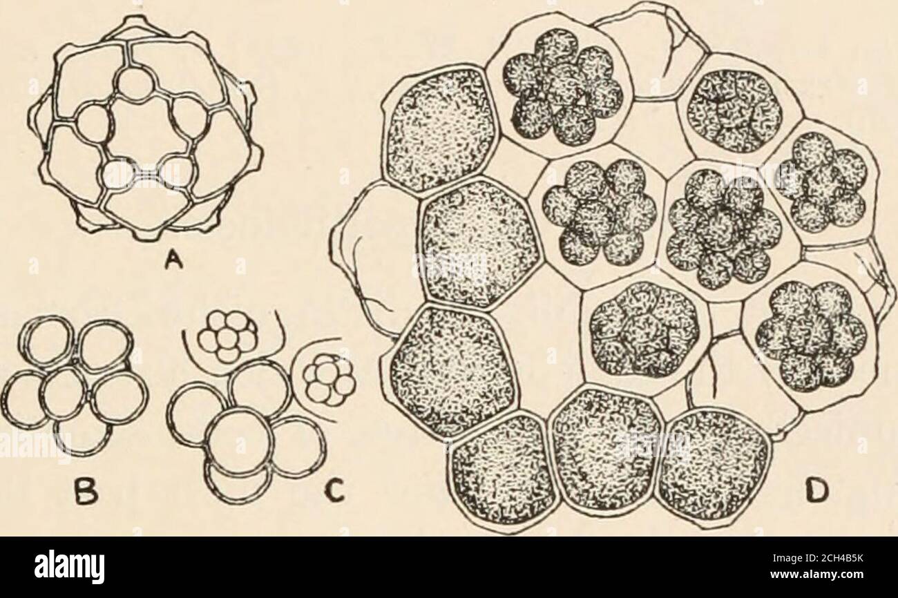 Coelastrum hi-res stock photography and images - Alamy