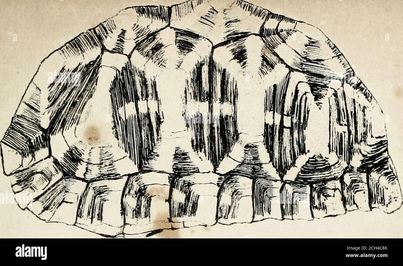 Areolis hi-res stock photography and images - Alamy