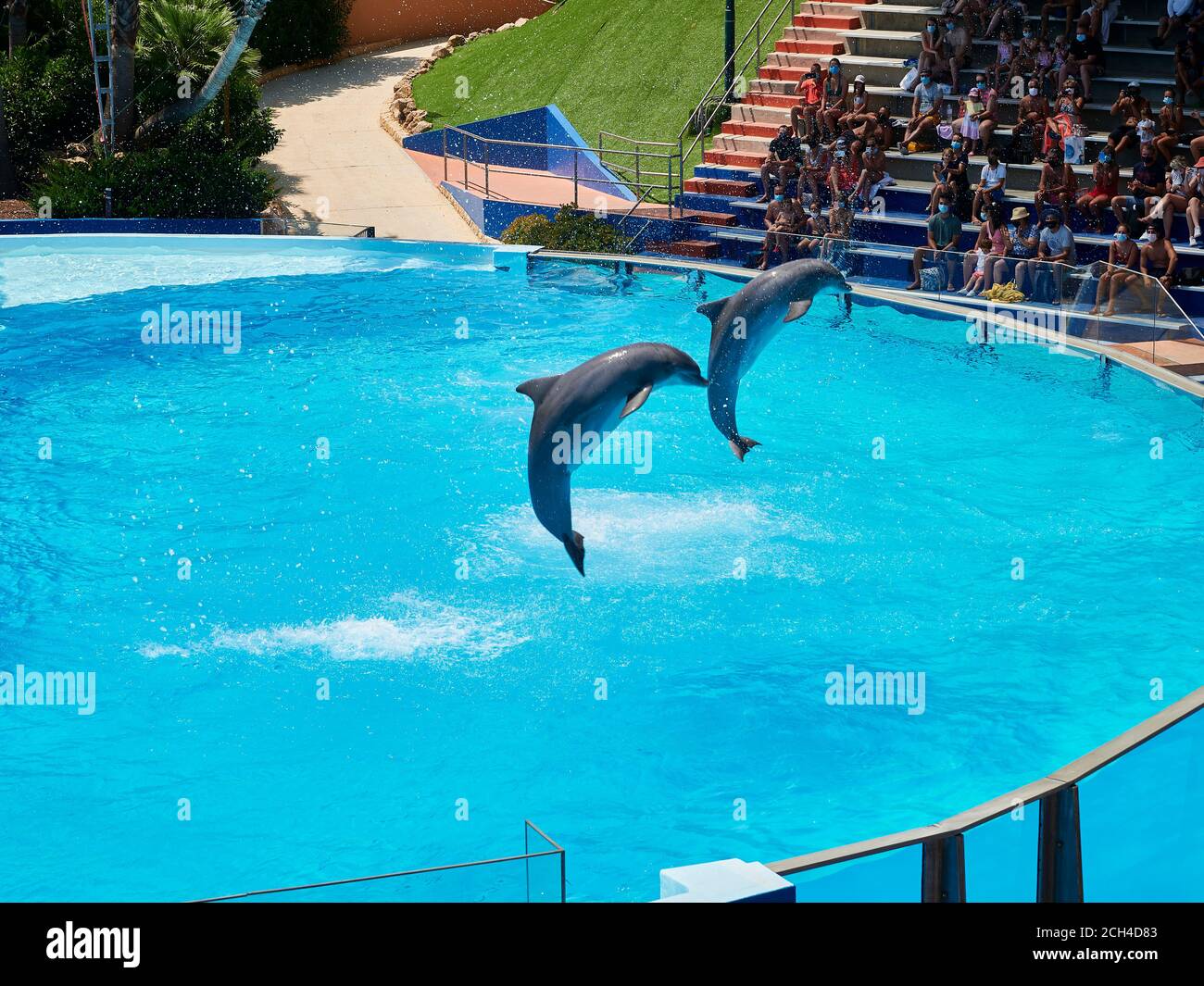Dolphins jumping out of water on the pool of zoo marina, Albufeira ...
