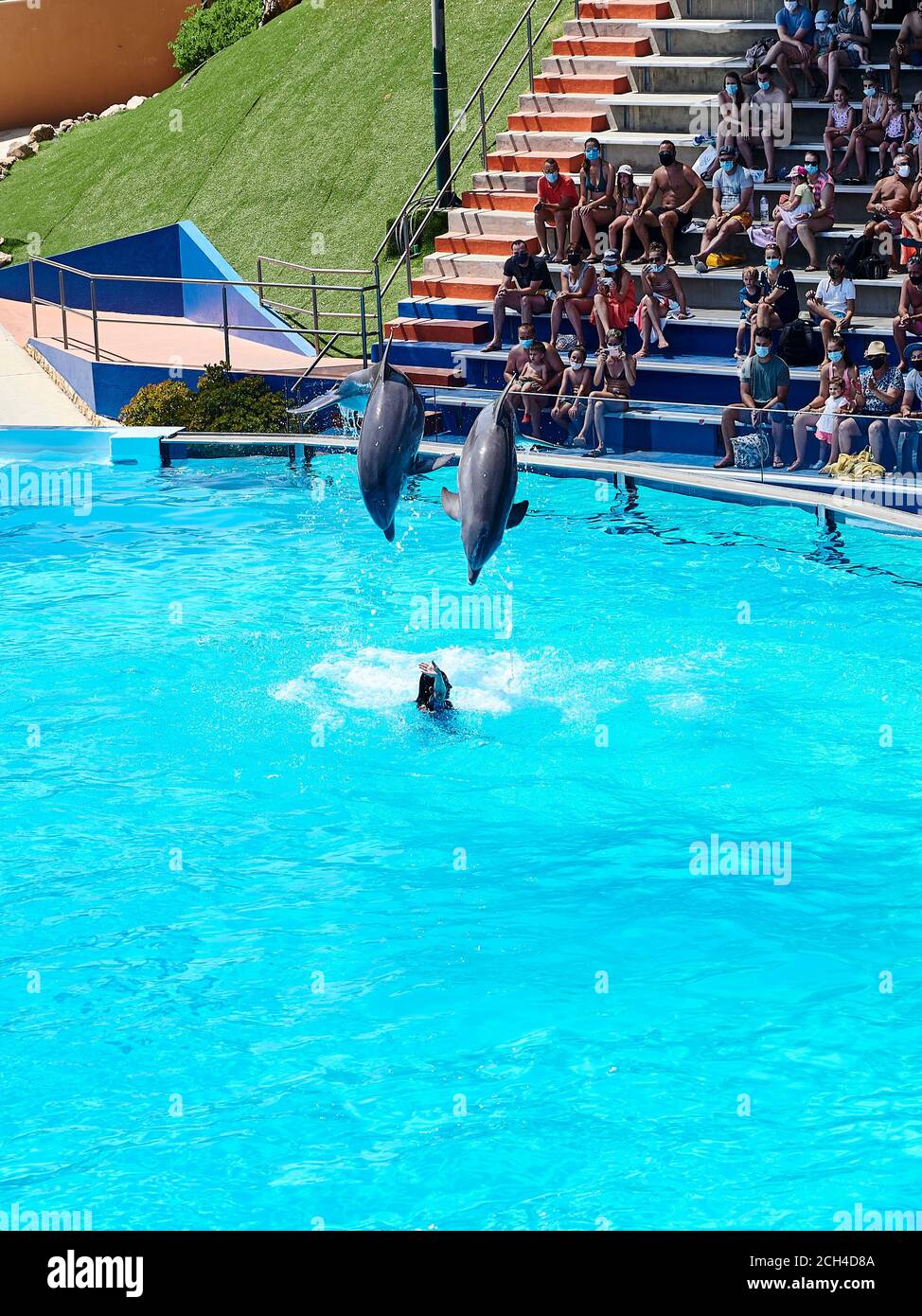 Dolphins jumping out of water on the pool of zoo marina, Albufeira ...