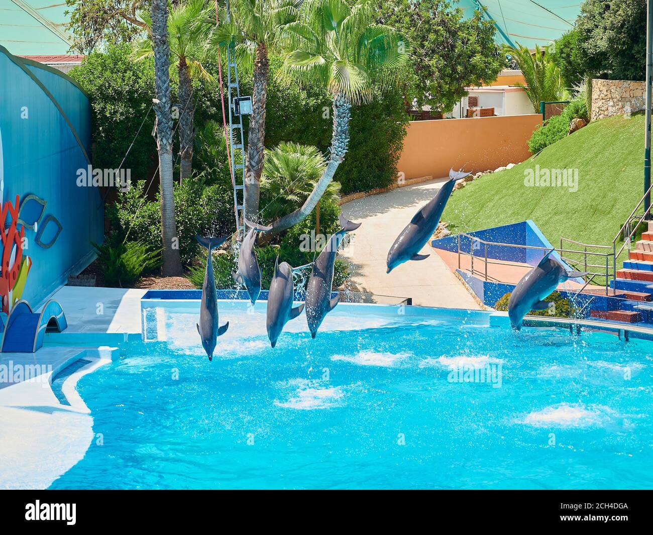 Dolphins jumping out of water on the pool of zoo marina, Albufeira ...