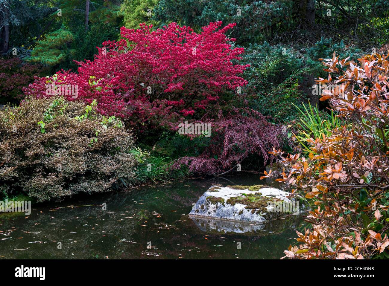 Fish pond surrounded by stunning array of Japanese maples in fall color ...