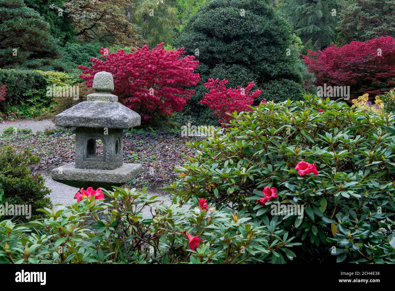 Maple Trees in fall color at Kubota Japanese Garden, Seattle ...