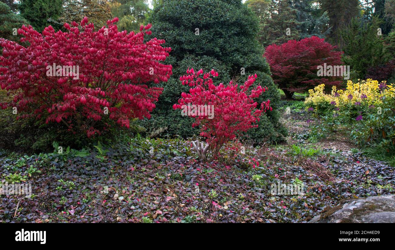 Maple Trees in fall color at Kubota Japanese Garden, Seattle ...