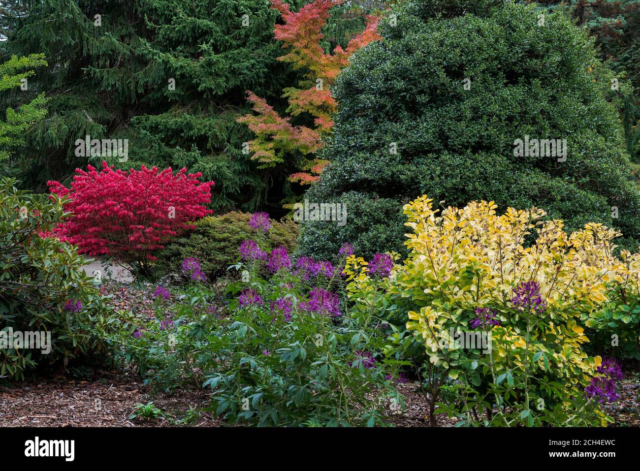 Maple Trees in fall color at Kubota Japanese Garden, Seattle ...
