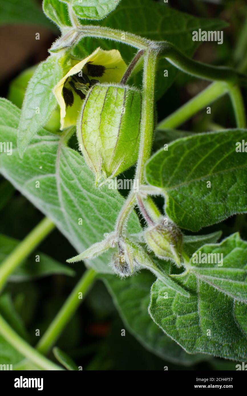 Cape-gooseberry, wild edible fruit Stock Photo - Alamy