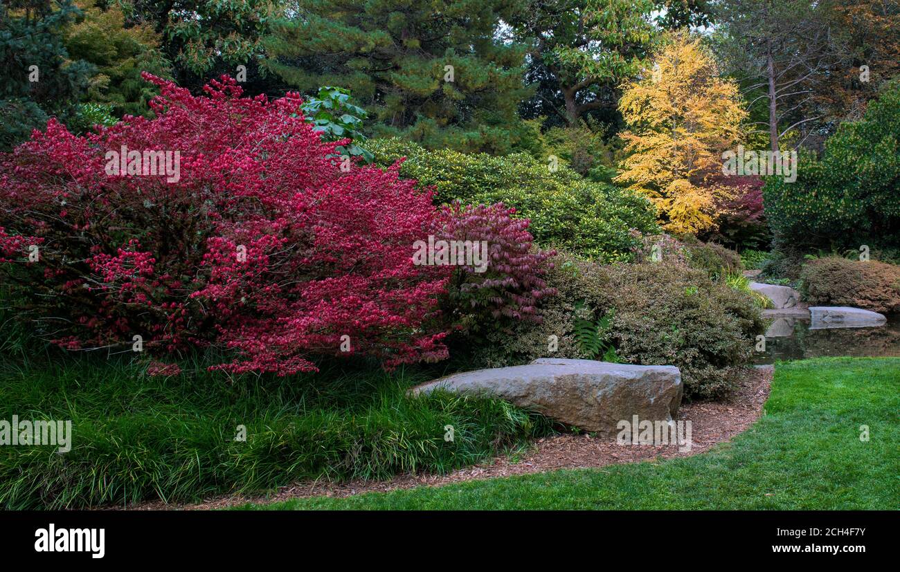 Maple Trees in fall color at Kubota Japanese Garden, Seattle ...