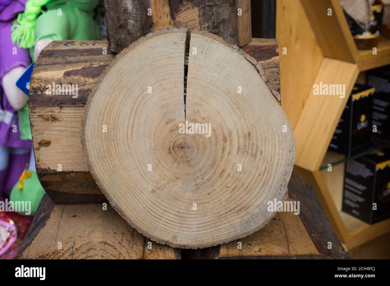 small piece of cut wood logs used for wood texture background Stock ...