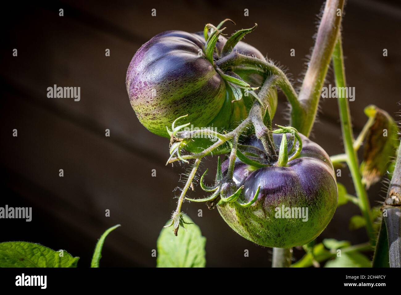 Black Galaxy Tomato