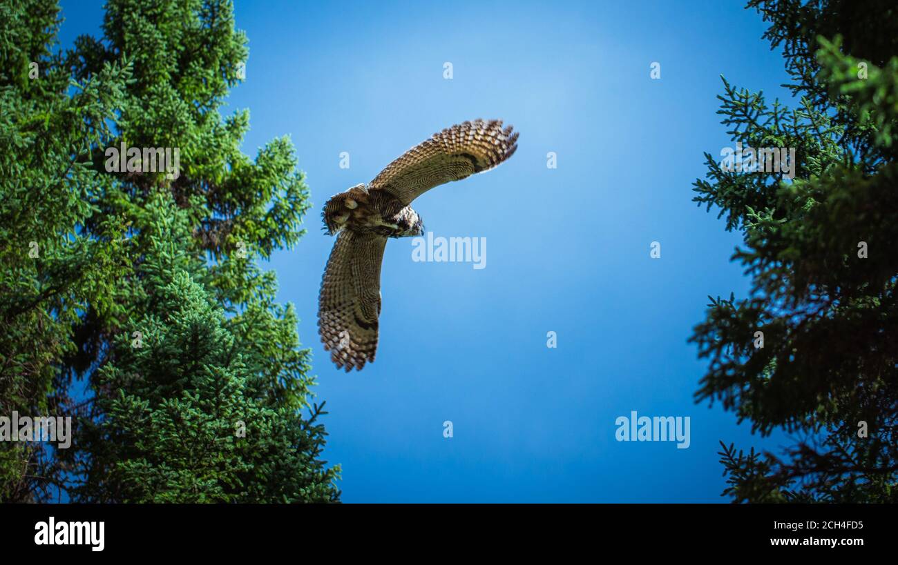 An eagle owl flying in a bright blue sky Stock Photo - Alamy