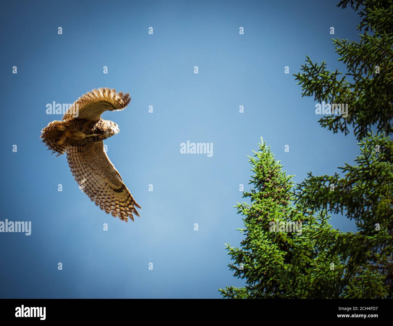 An eagle owl flying in a bright blue sky Stock Photo - Alamy