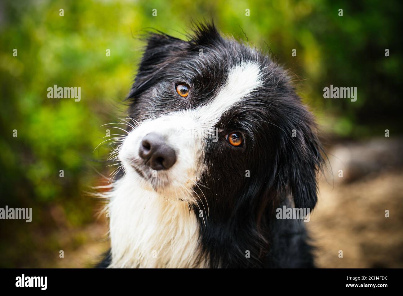 A dog looking at the camera Stock Photo - Alamy