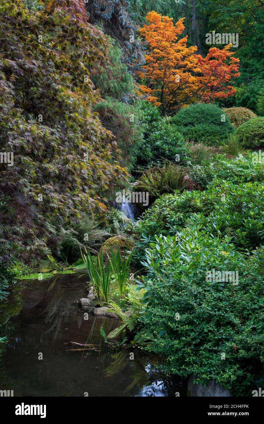 Japanese Maples High Resolution Stock Photography and Images - Alamy