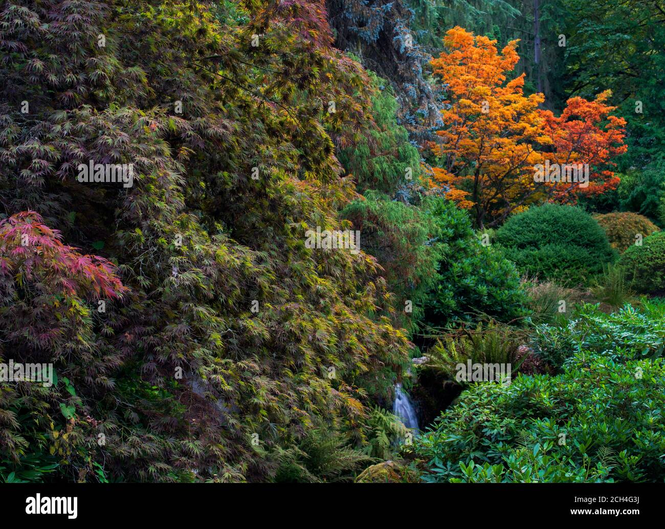 Waterfall surrounded by stunning array of Japanese maples in fall color ...