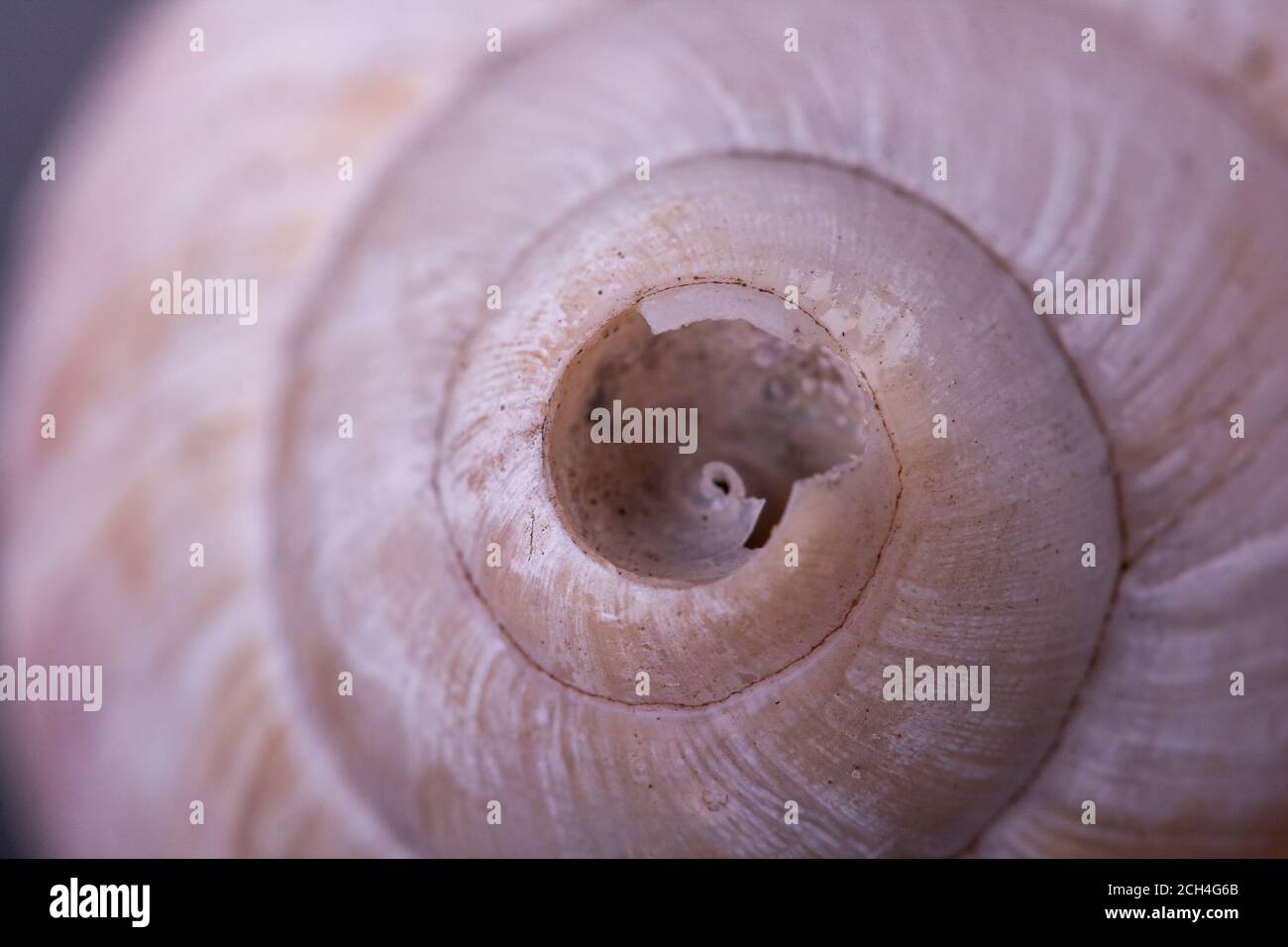 Seashell fossil hi-res stock photography and images - Alamy
