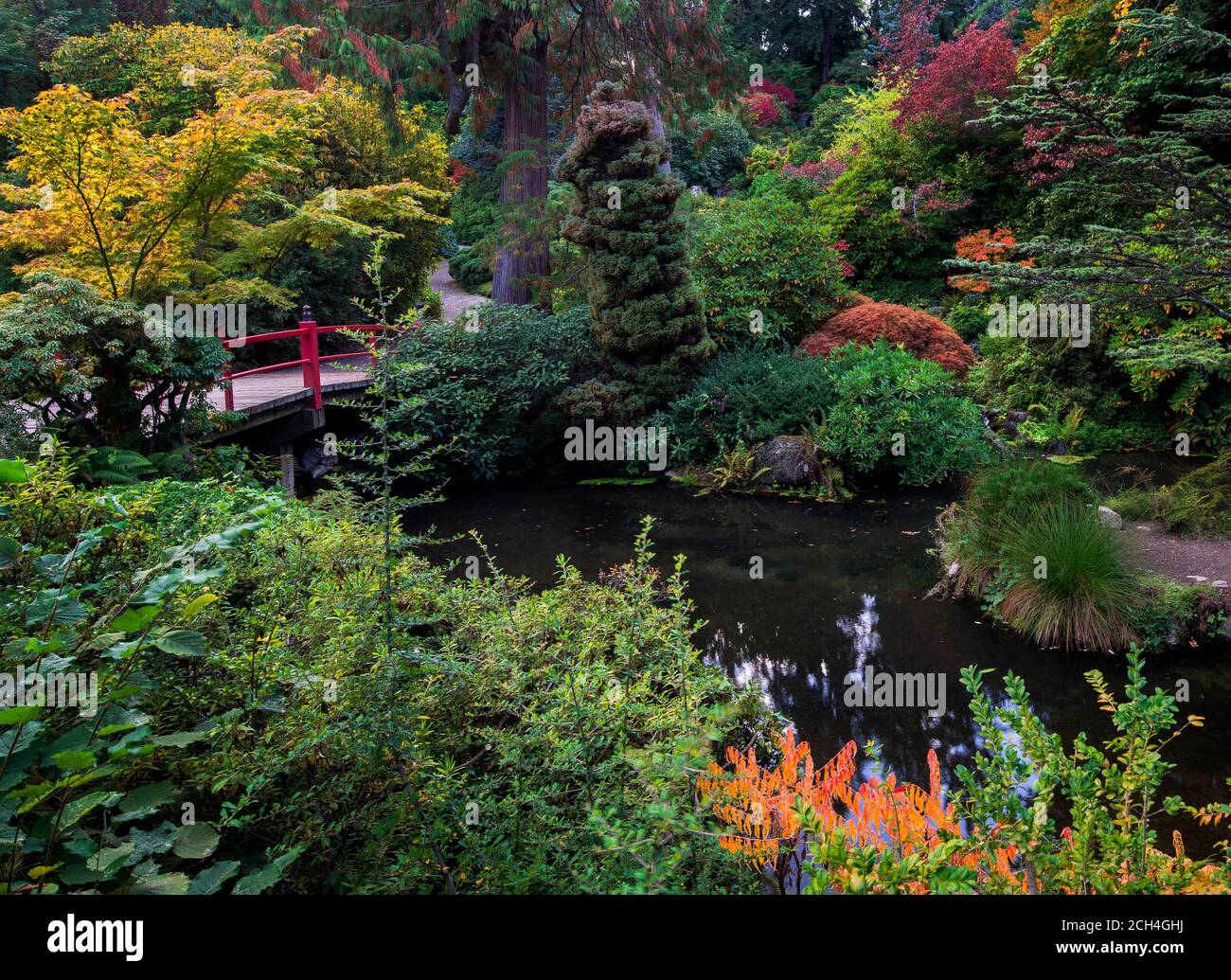 Japanese Maples High Resolution Stock Photography and Images - Alamy