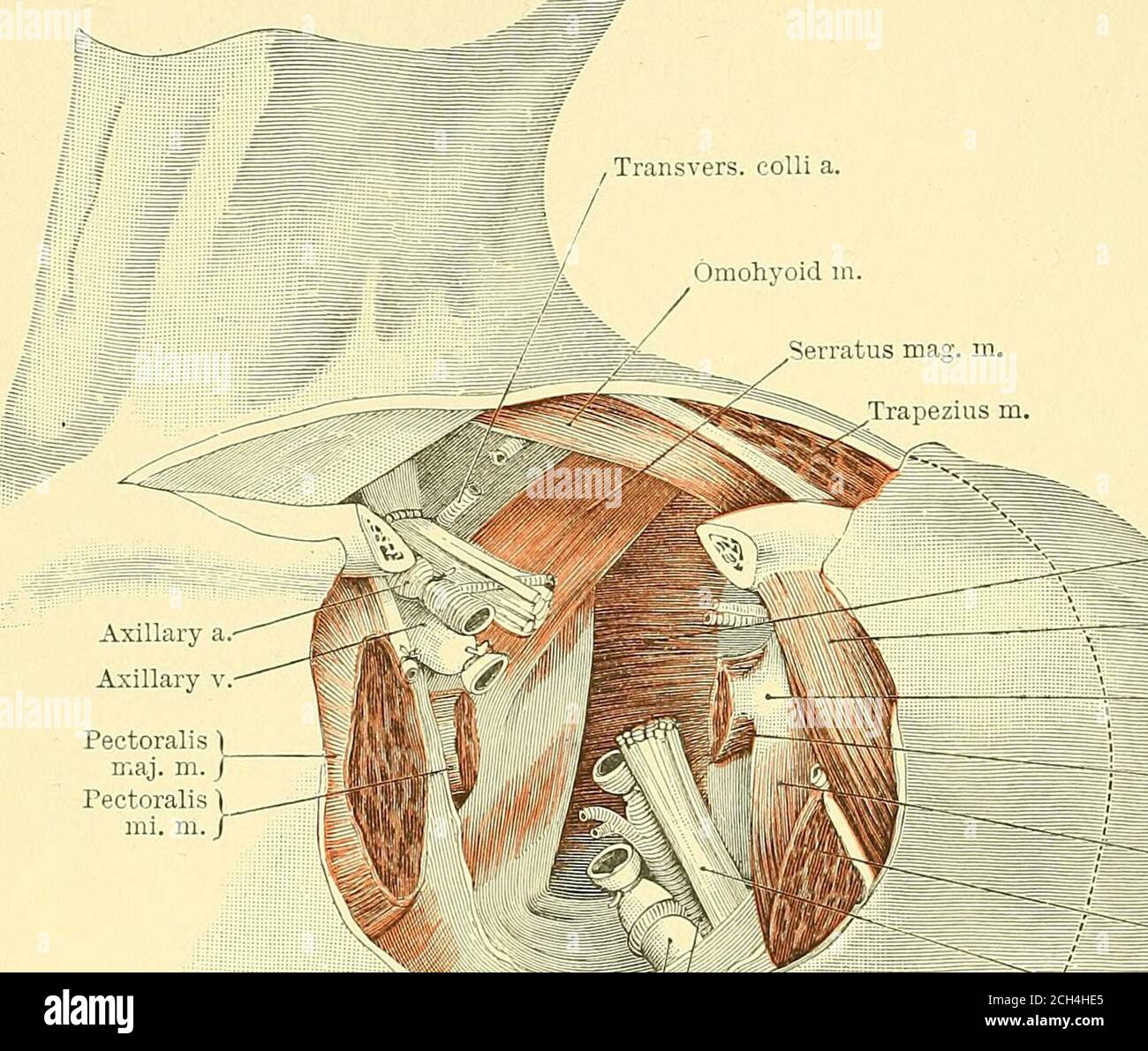 . Text-book of operative surgery . n removing the Shouldergirdle, the ...