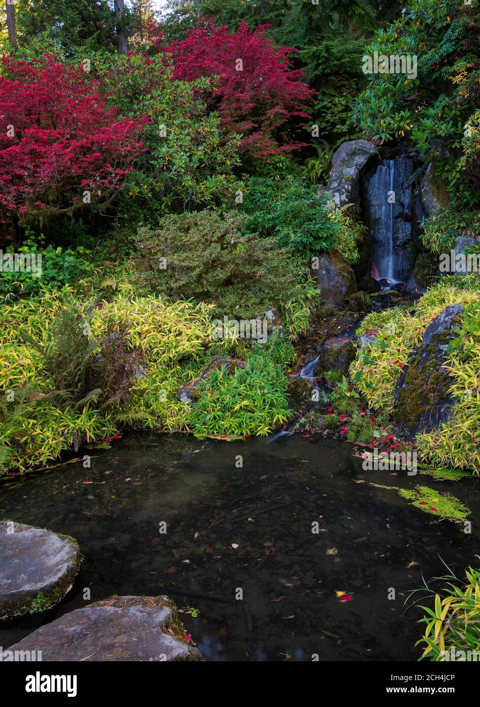 Waterfall surrounded by stunning array of Japanese maples in fall color ...