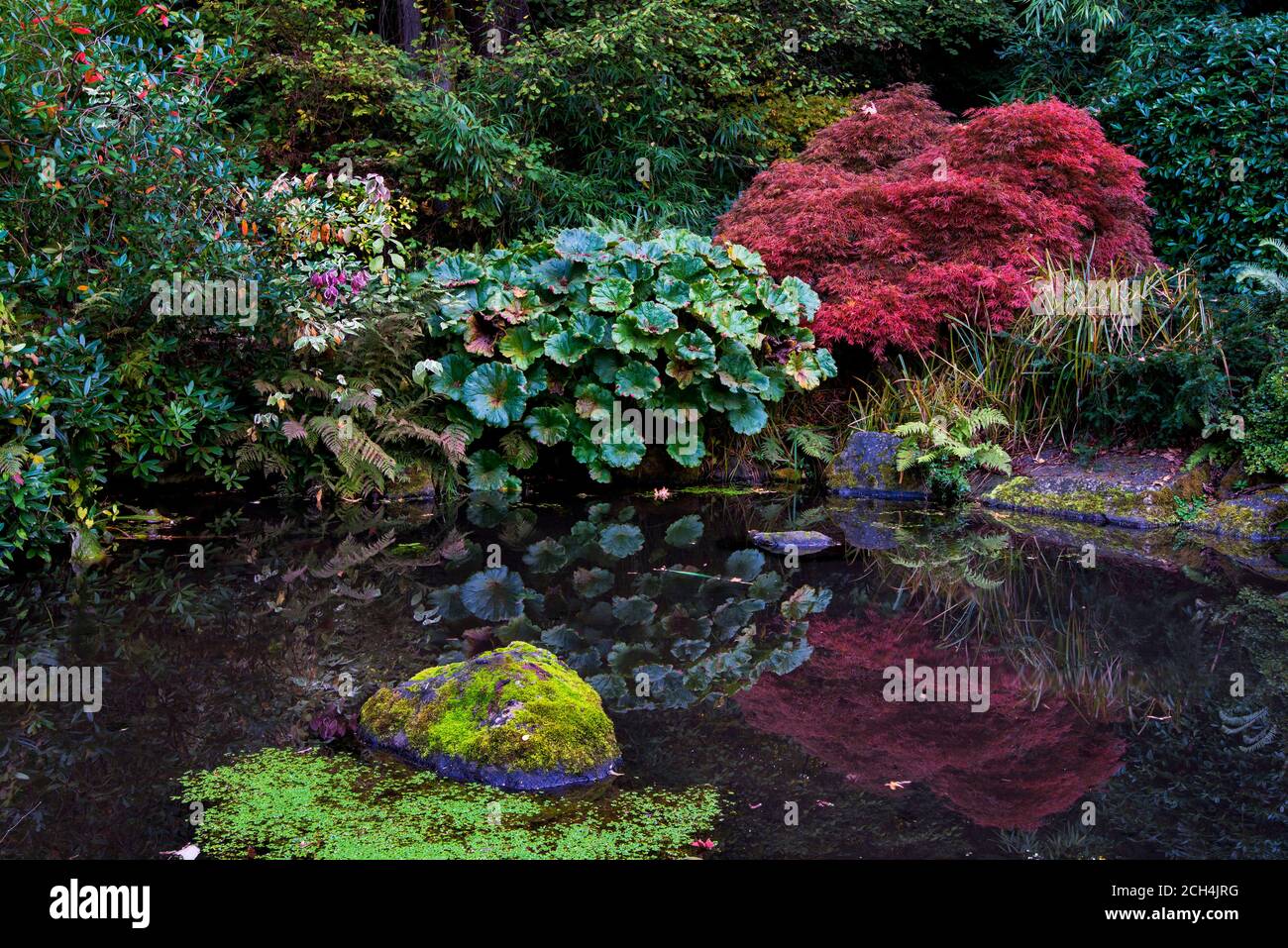 Fish pond surrounded by stunning array of Japanese maples in fall color ...